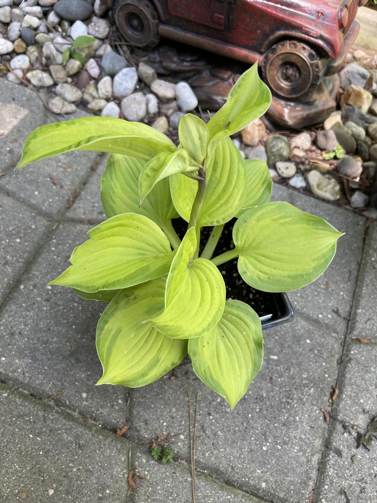 Hosta alphabet G in the Hostas forum - Garden.org