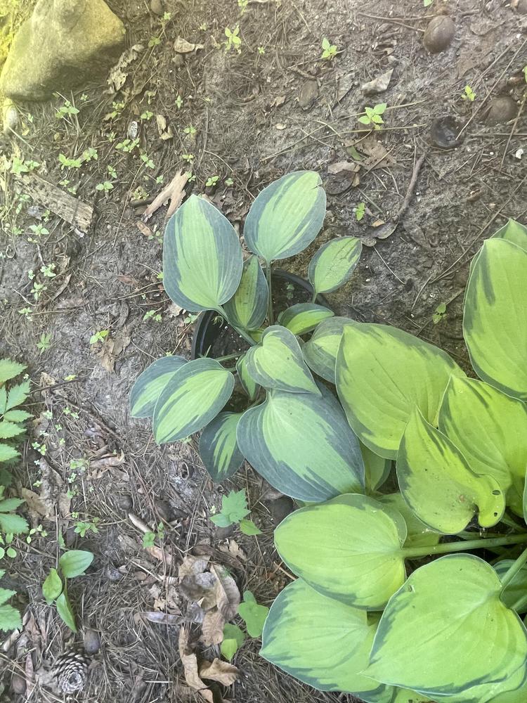 Hosta alphabet G in the Hostas forum - Garden.org