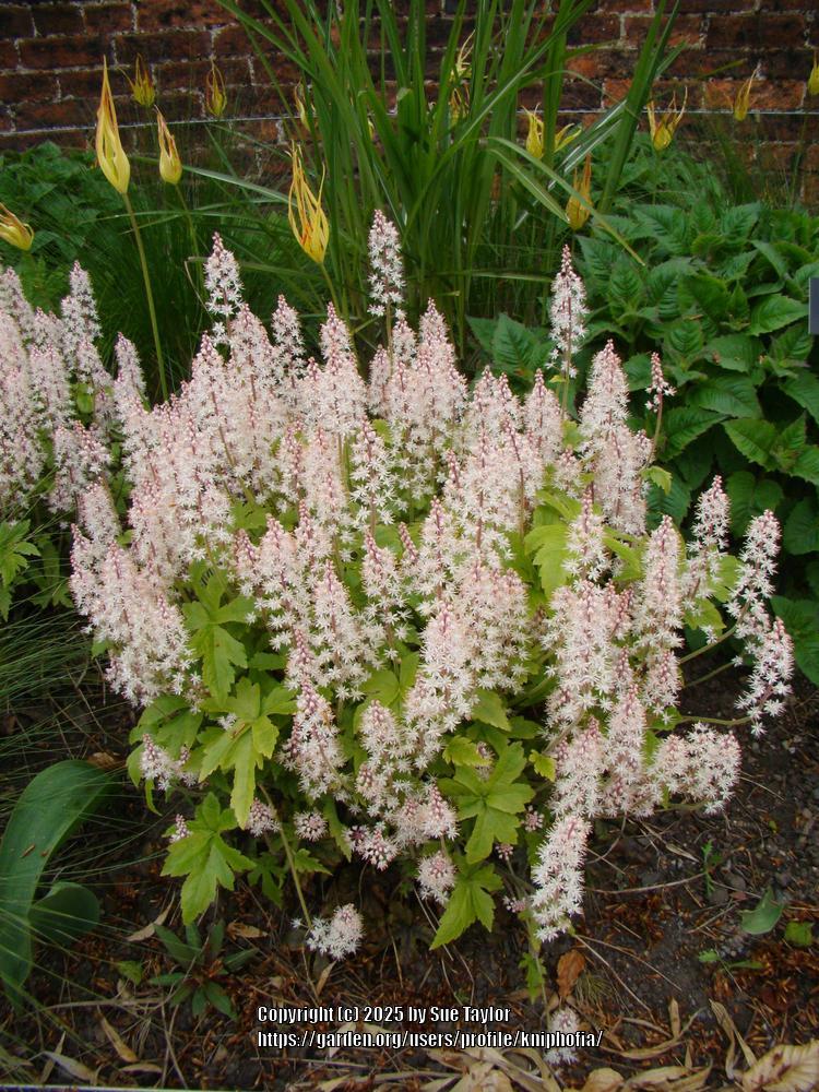 Foamflower (Tiarella 'Spring Symphony') in the Foamflowers Database - Garden.org