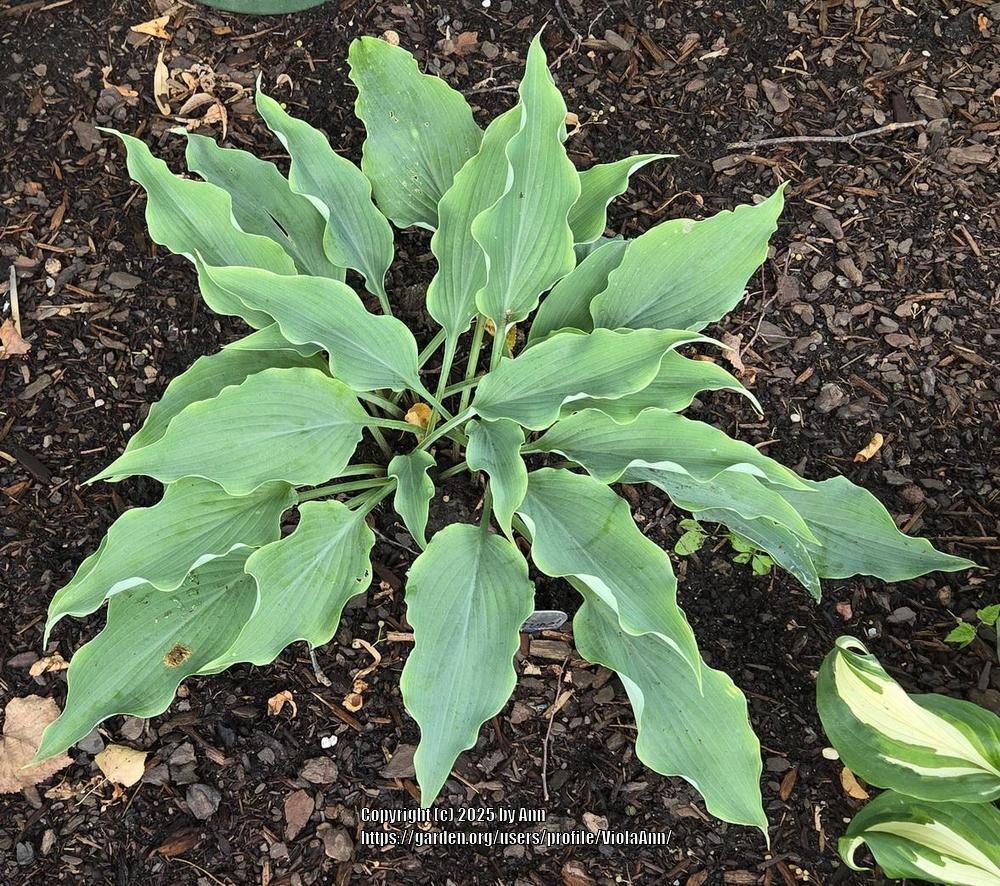 Photo of the entire plant of Hosta 'Neptune' posted by ViolaAnn ...