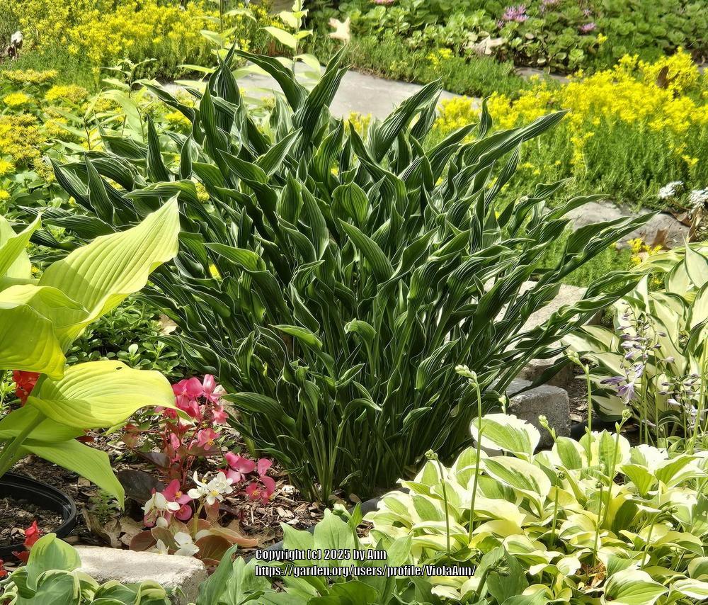 Photo of the entire plant of Hosta 'Praying Hands' posted by ViolaAnn - Garden.org