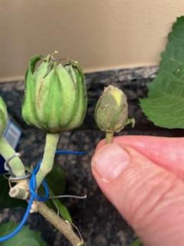 davelandon's blog: Rose of Sharon (H. syriacus) Starting Plants from ...