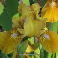 Photo of the bloom of Standard Dwarf Bearded Iris (Iris 'Knotty Pine') posted by doglover ...