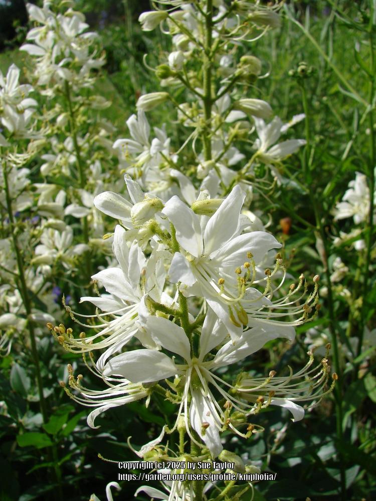 White Gas Plant (Dictamnus albus 'Alba') - Garden.org