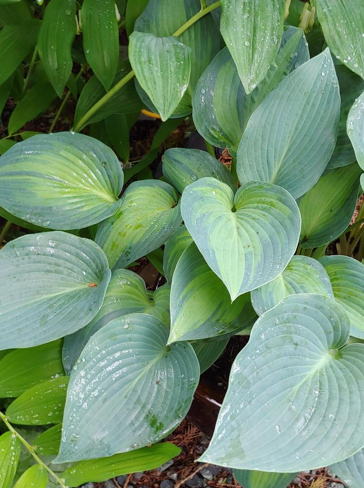 Hosta alphabet G in the Hostas forum - Garden.org