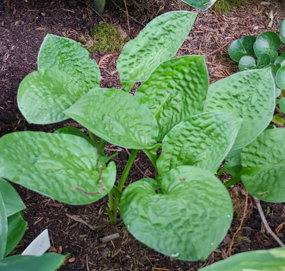 Hosta alphabet G in the Hostas forum - Garden.org