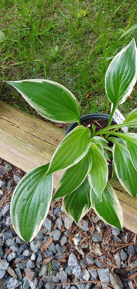 Hosta alphabet G in the Hostas forum - Garden.org