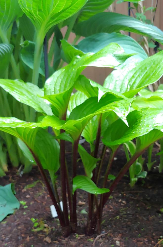 Hosta alphabet G in the Hostas forum - Garden.org