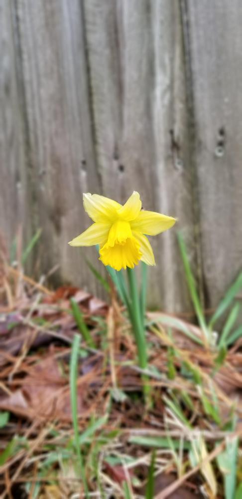 first daff of 2025 in the Bulbs forum - Garden.org