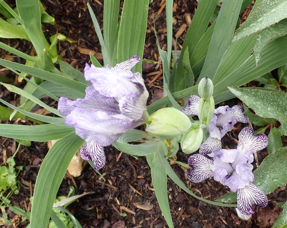 Photo of the entire plant of Species Iris (Iris variegata 'Reginae ...