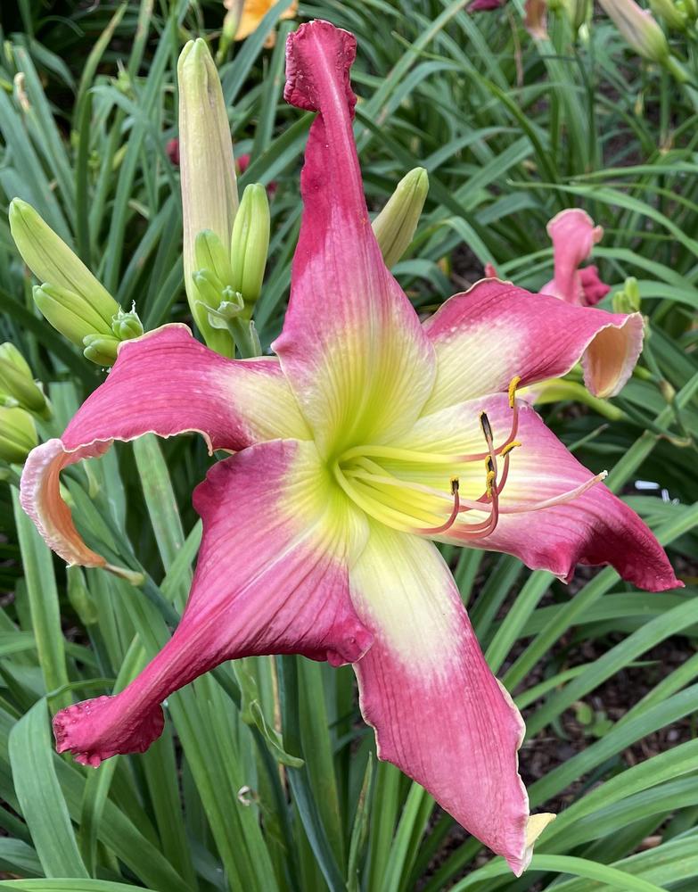 Daylily (Hemerocallis 'Lipstick Ladies') in the Daylilies Database - Garden.org