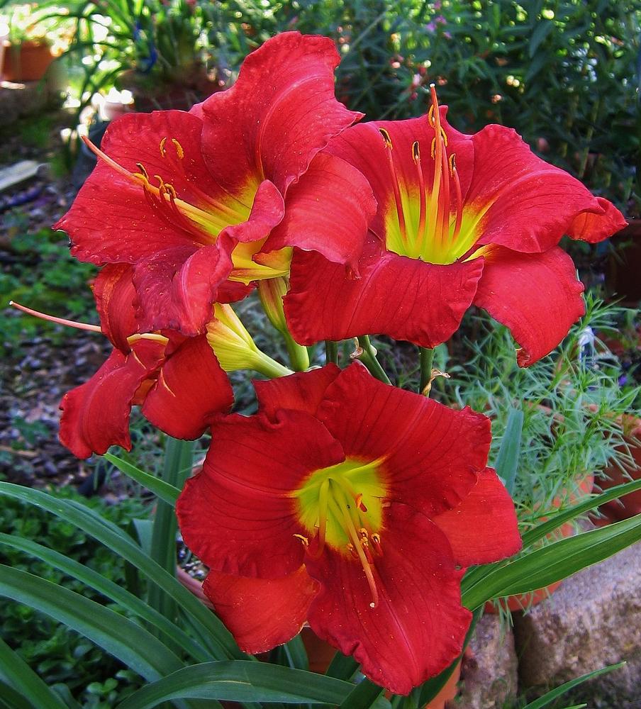 Daylily (Hemerocallis 'Funny Valentine') in the Daylilies Database ...