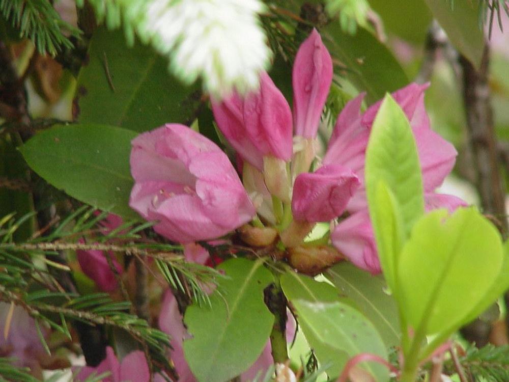 Photo of the closeup of buds, sepals and receptacles of Rhododendron ...