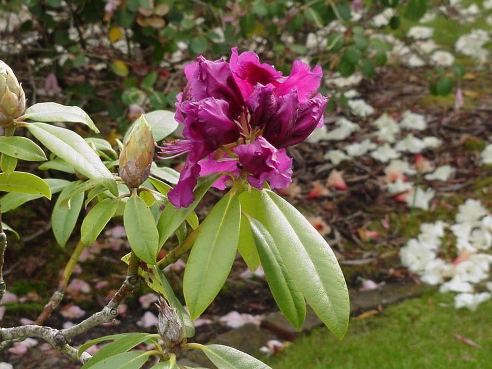 Photo of the closeup of buds, sepals and receptacles of Rhododendron ...