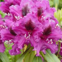 Photo of the bloom of Rhododendron 'Purple Splendor' posted by BMur ...