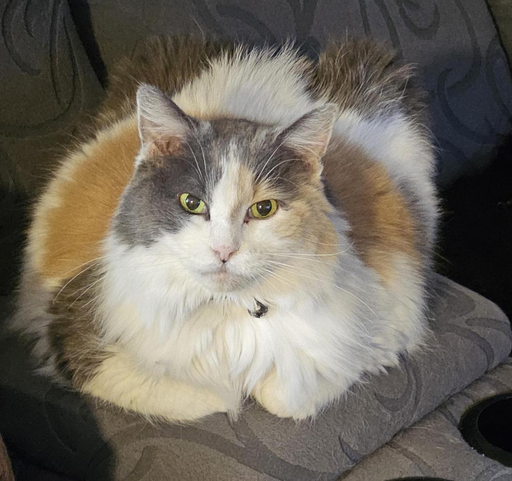 Pet Love 2025 in the Sandbox forum - Garden.org