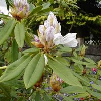 Photo of the closeup of buds, sepals and receptacles of Rhododendron ...