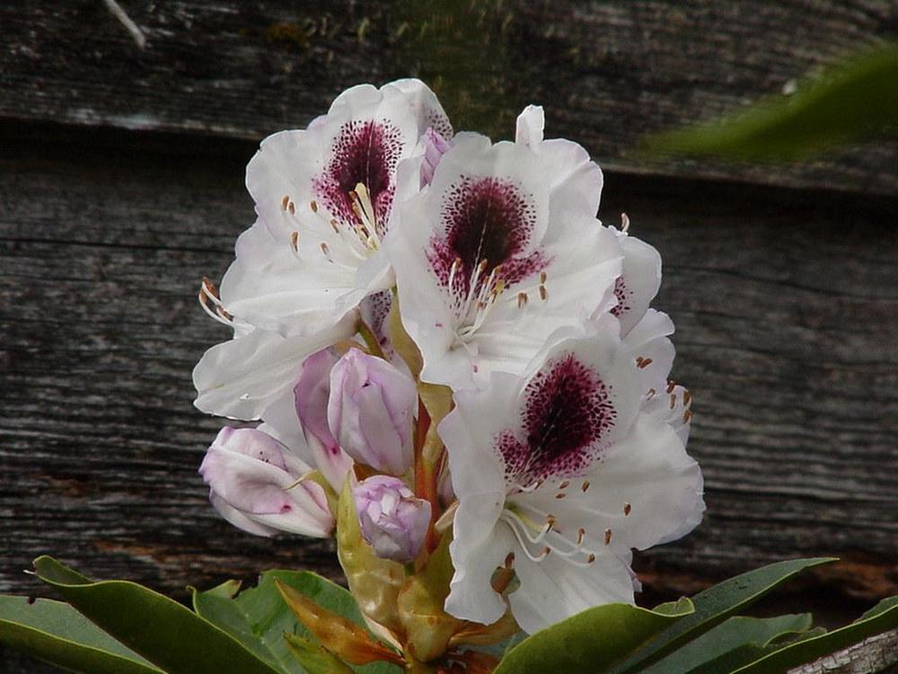 Photo of the bloom of Rhododendron 'Sappho' posted by BMur - Garden.org