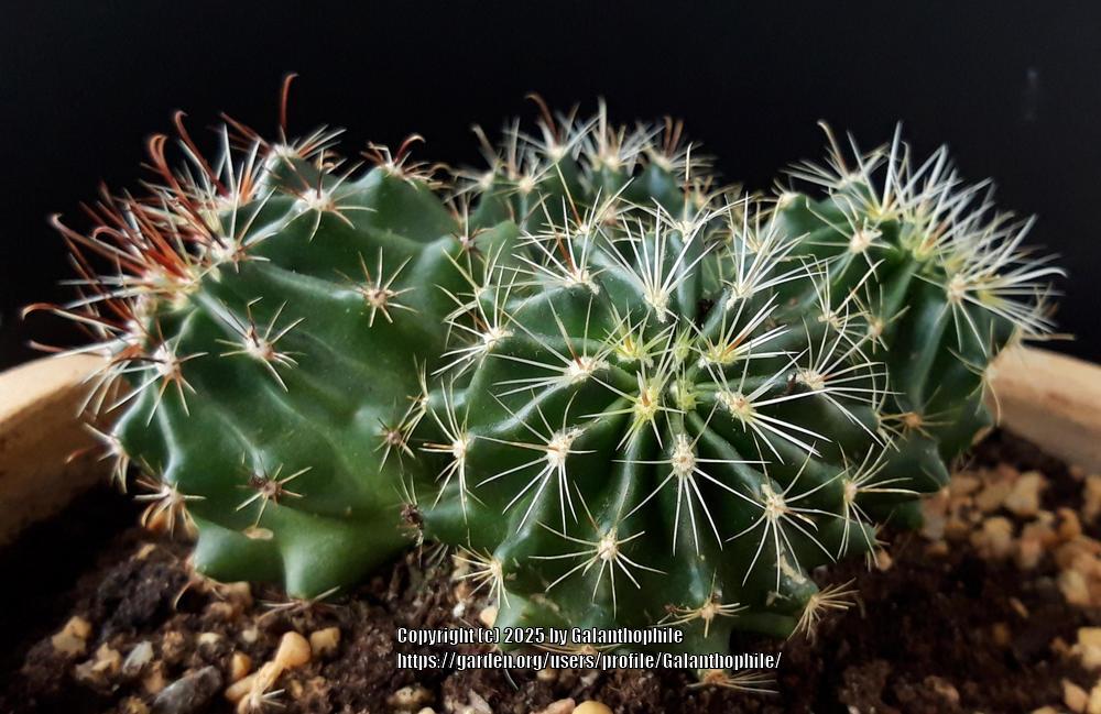 Photo of the entire plant of Hedgehog Cactus (Thelocactus setispinus ...