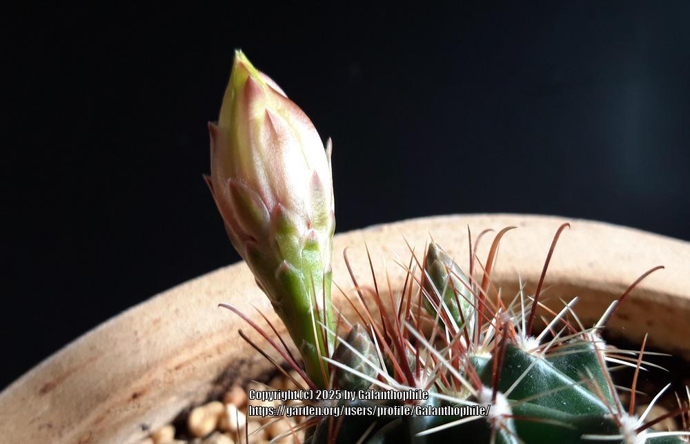 Photo of the closeup of buds, sepals and receptacles of Hedgehog Cactus ...