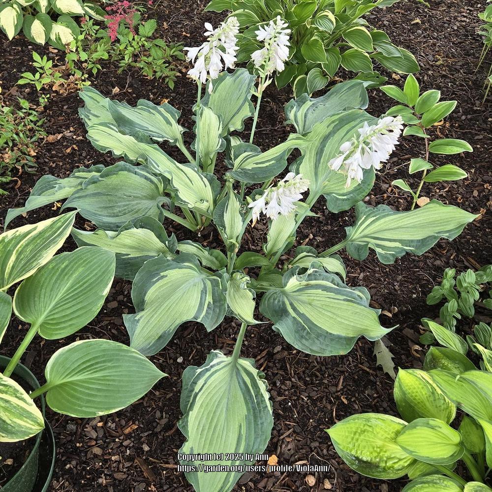 Hosta alphabet G in the Hostas forum - Garden.org