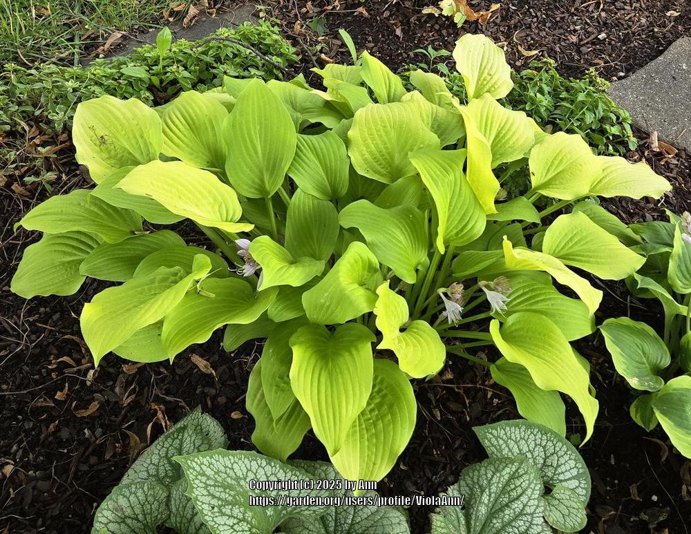 Hosta alphabet G in the Hostas forum - Garden.org