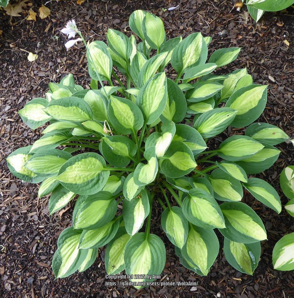 Hosta alphabet G in the Hostas forum - Garden.org