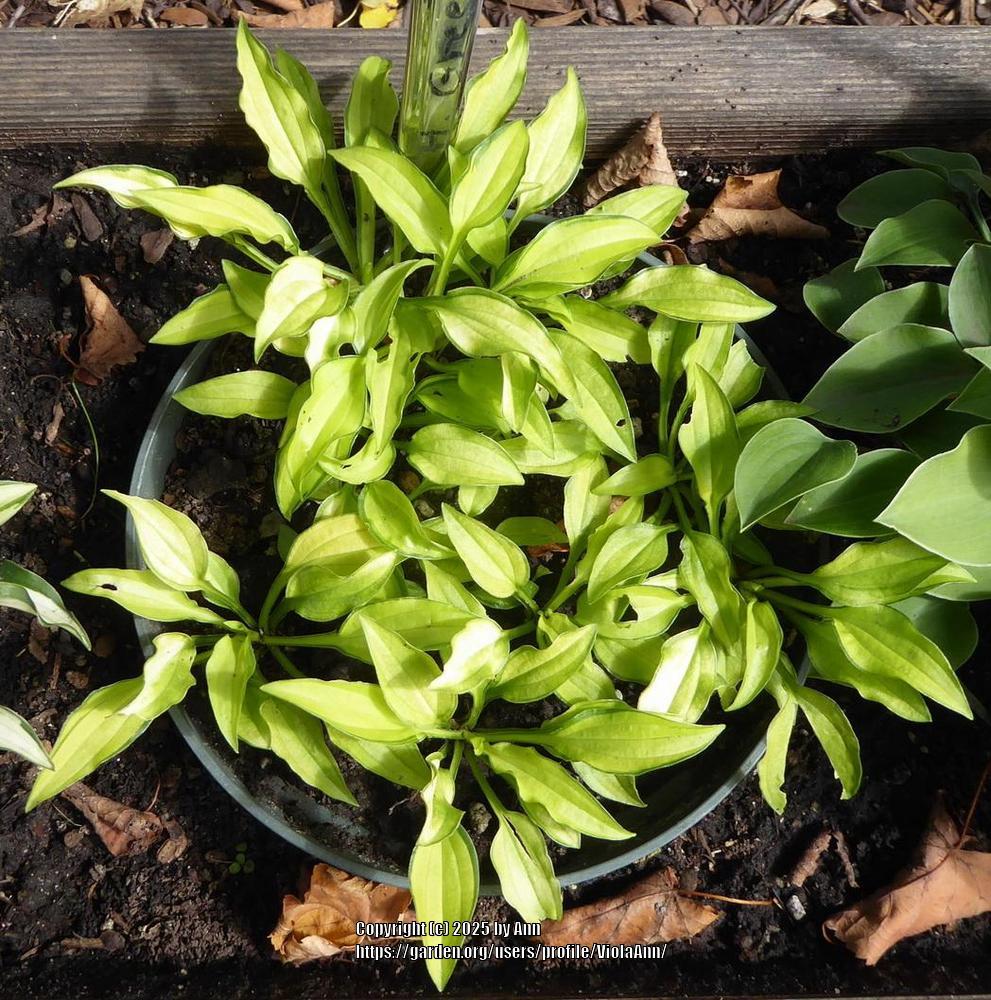 Hosta alphabet G in the Hostas forum - Garden.org