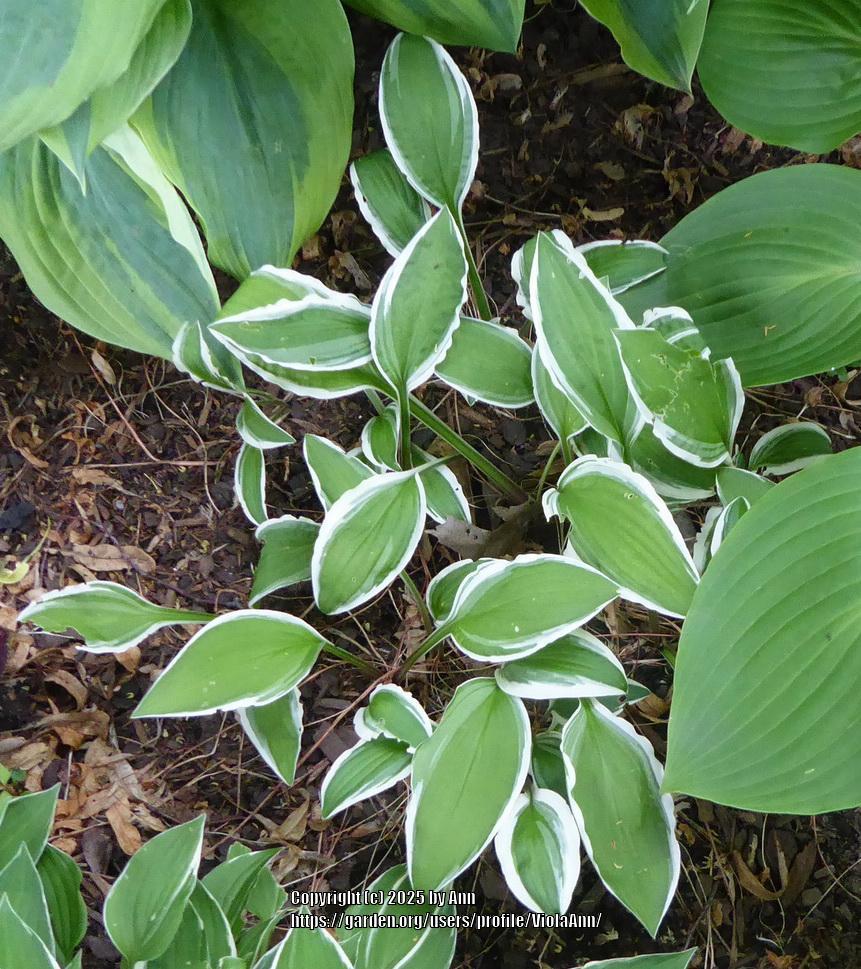 Hosta alphabet G in the Hostas forum - Garden.org