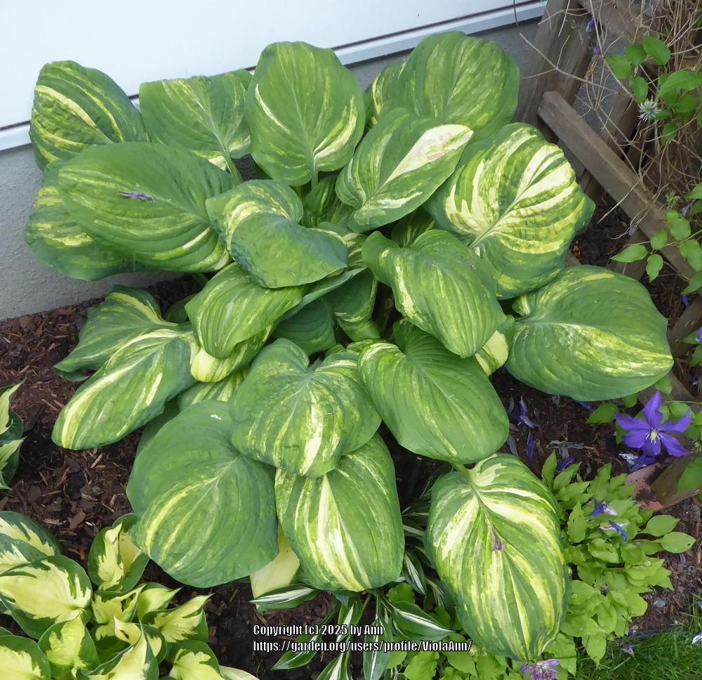 Hosta alphabet G in the Hostas forum - Garden.org