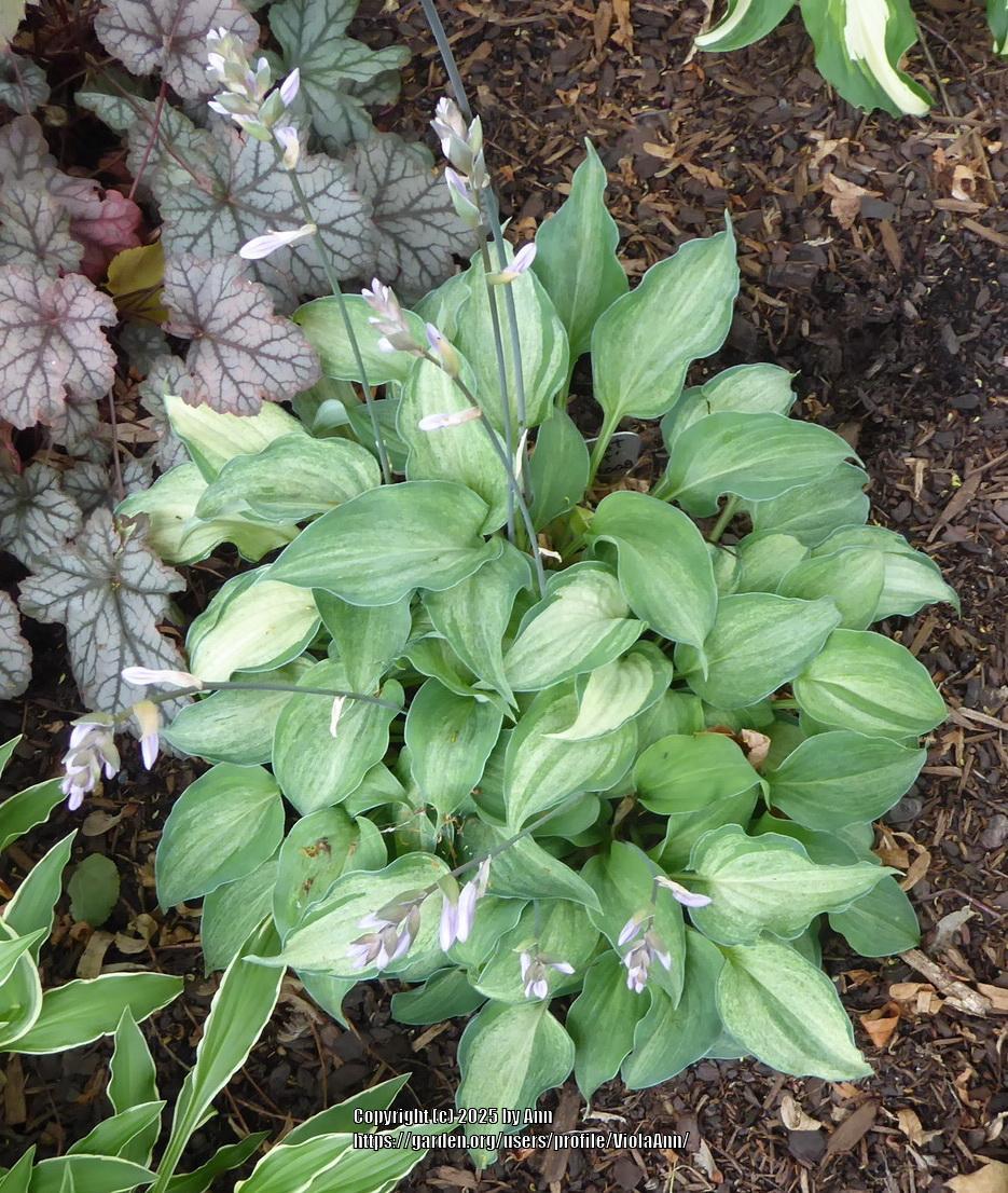 Hosta alphabet G in the Hostas forum - Garden.org