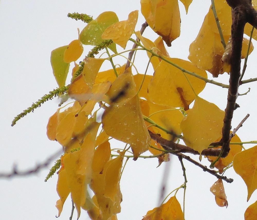 Chinese Tallow Tree (Triadica sebifera) - Garden.org