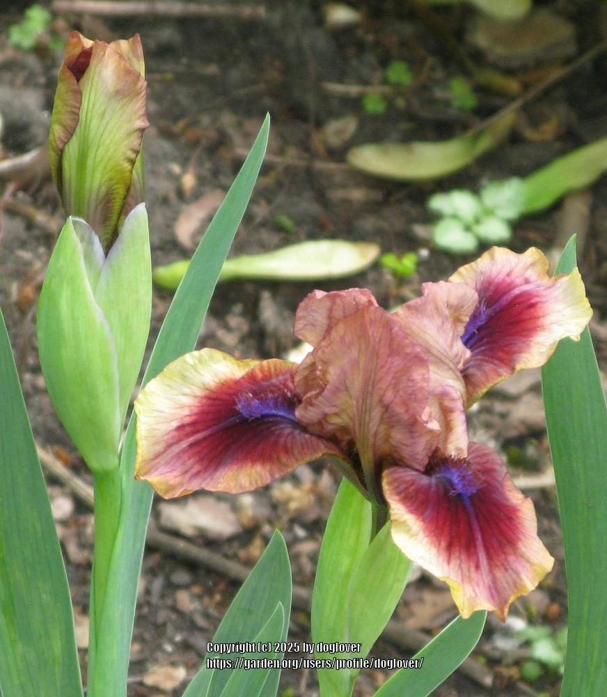 Photo of the bloom of Standard Dwarf Bearded Iris (Iris 'Cimarron Rose') posted by doglover ...