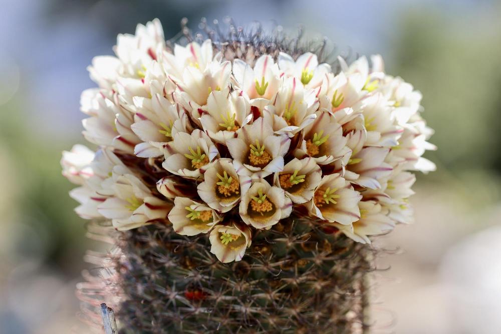 California Fishhook Cactus (Cochemiea dioica) in the Mammillarias ...