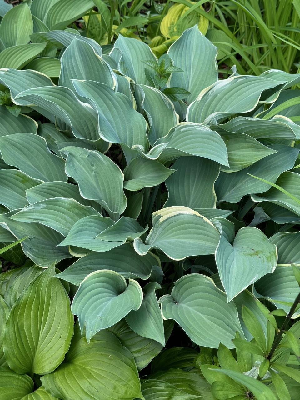 Photo of the entire plant of Hosta 'Royal Splendor' posted by ...