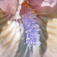 Photo of the closeup of buds, sepals and receptacles of Standard Dwarf ...