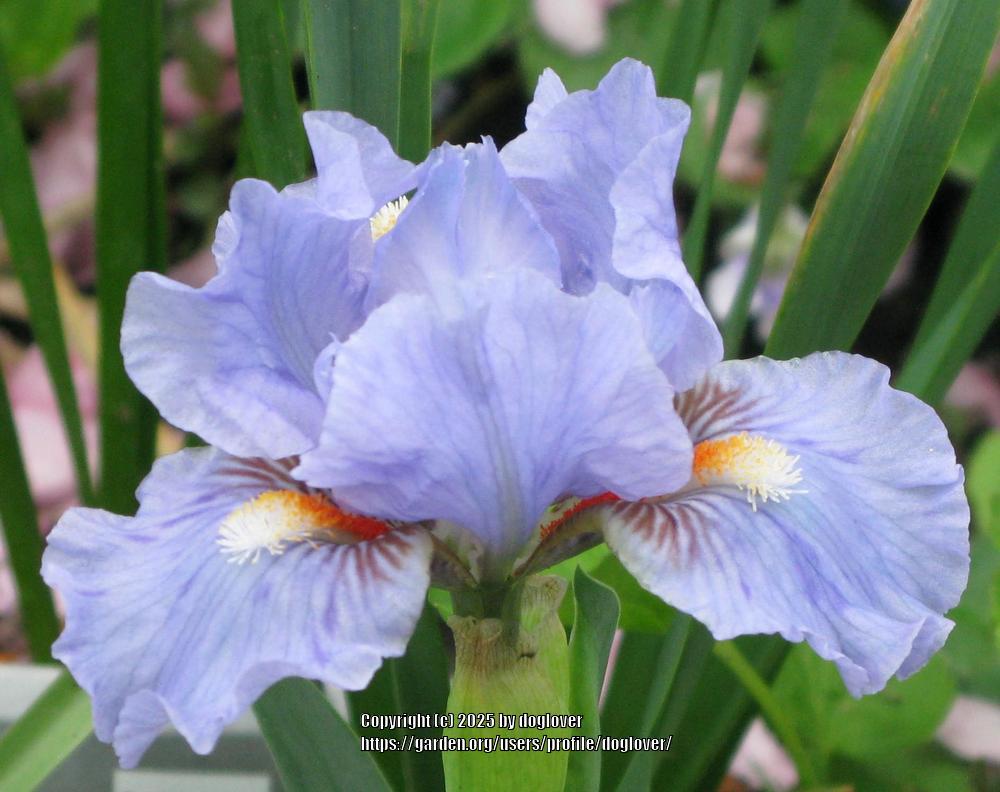 Photo of the bloom of Standard Dwarf Bearded Iris (Iris 'Fires of Fiji') posted by doglover ...