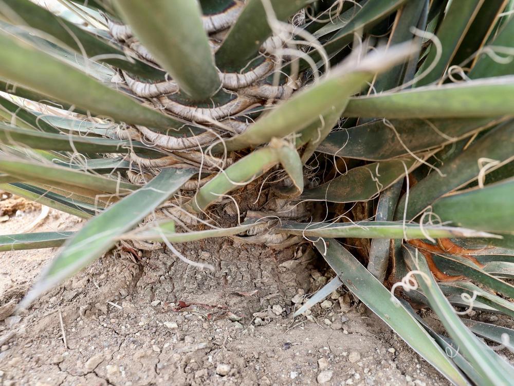 Photo of the stem, scape, stalk or bark of Datilillo (Yucca valida ...