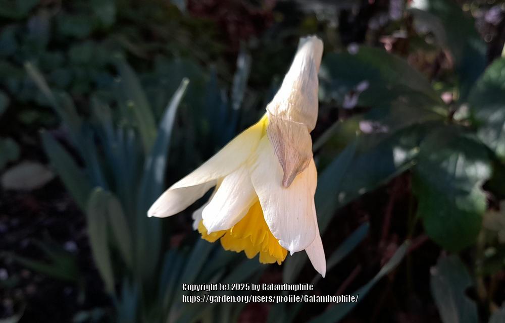 Photo of the bloom of Large Cupped Daffodil (Narcissus 'Spring Dawn ...