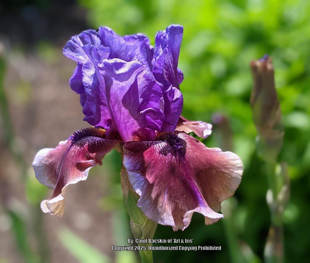 Tall Bearded Iris (Iris 'Comic Opera') in the Irises Database - Garden.org