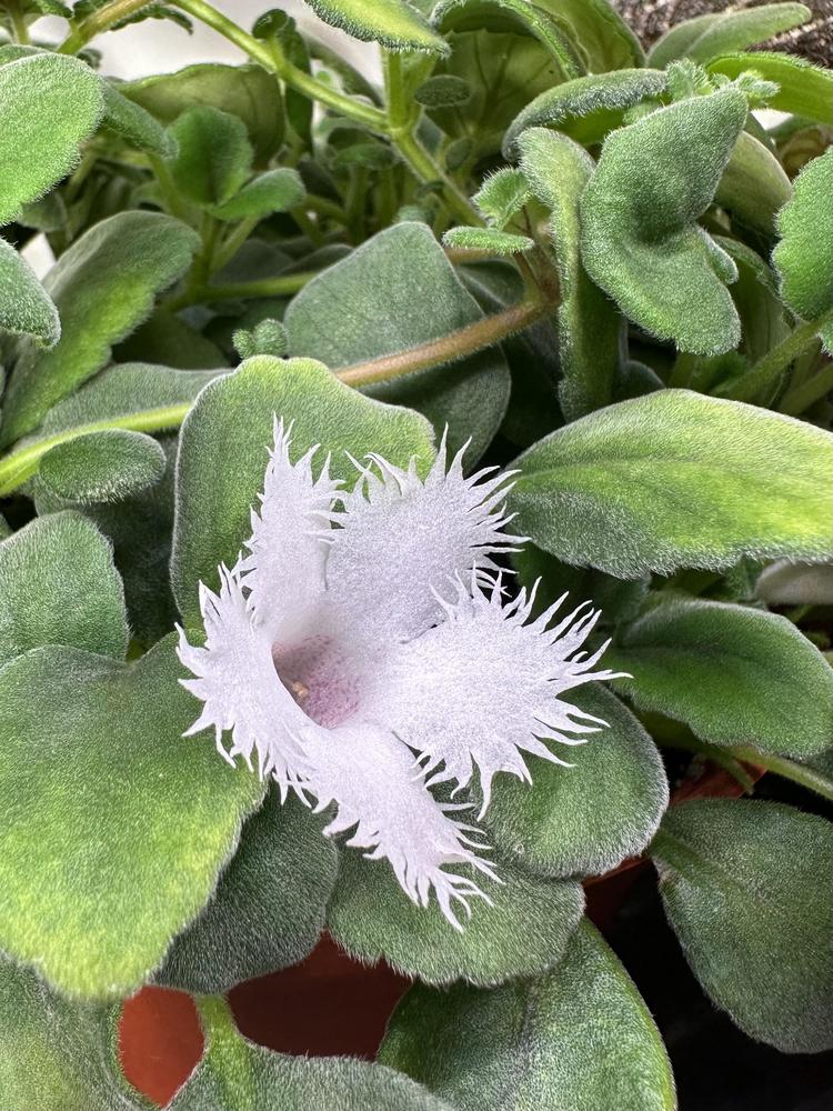 Lace Flower (Alsobia dianthiflora) - Garden.org