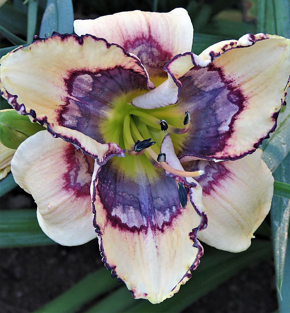 Photo of the bloom of Daylily (Hemerocallis 'Blue Waterfall') posted by ...