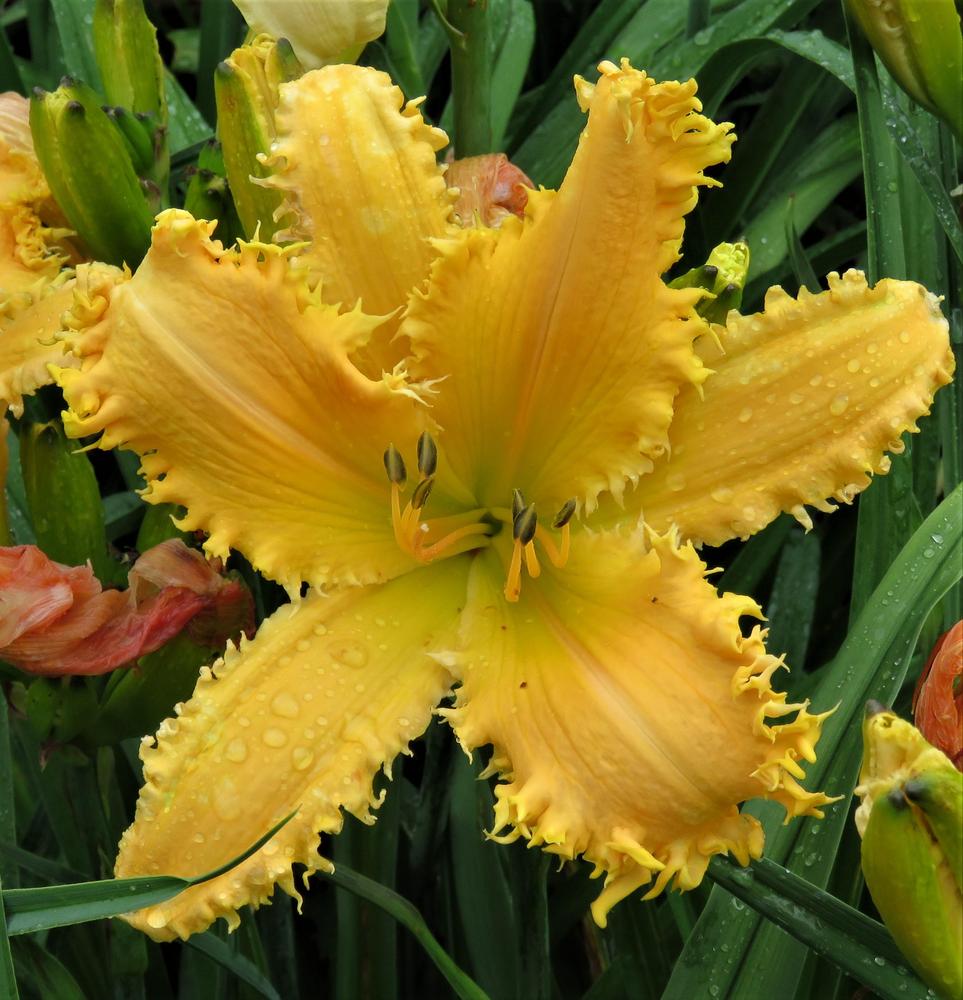 Daylily (Hemerocallis 'Egan') in the Daylilies Database - Garden.org