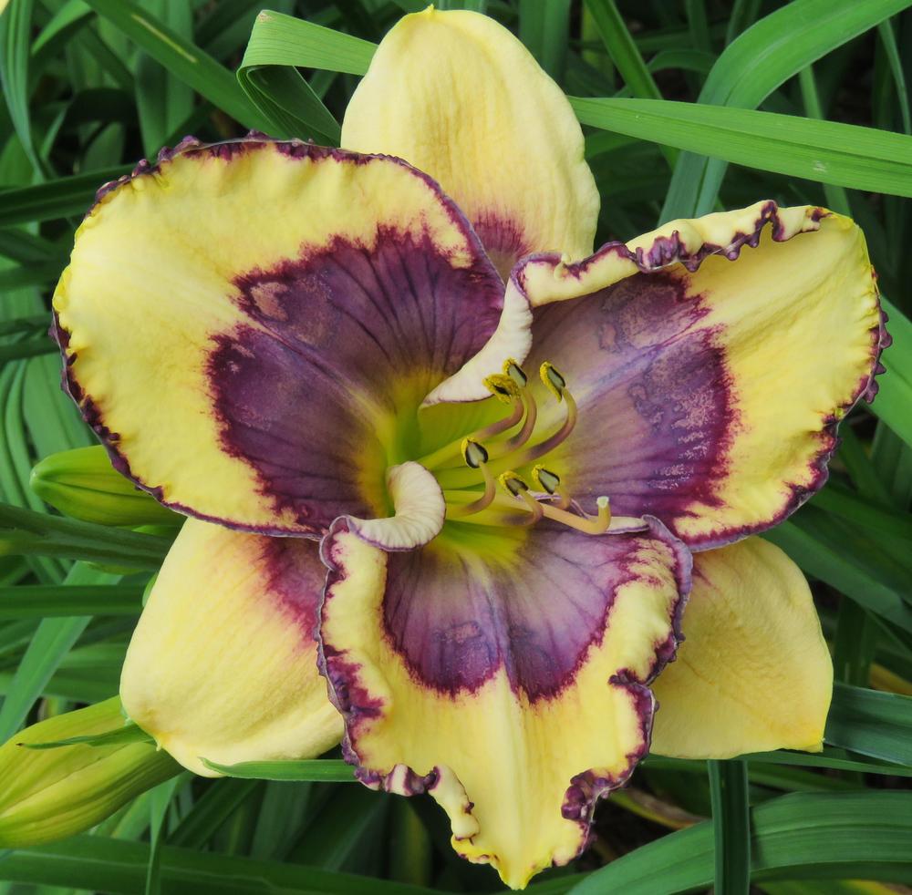 Photo of the bloom of Daylily (Hemerocallis 'Blue Waterfall') posted by ...