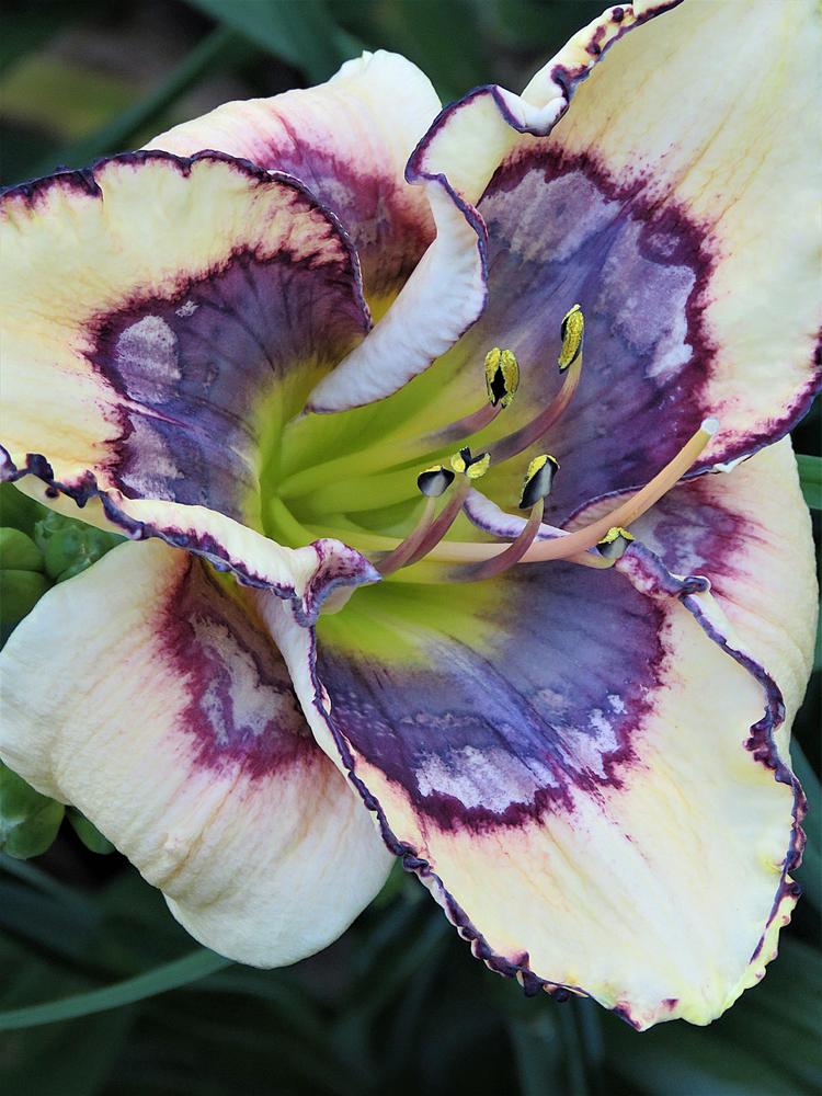Photo of the bloom of Daylily (Hemerocallis 'Blue Waterfall') posted by ...