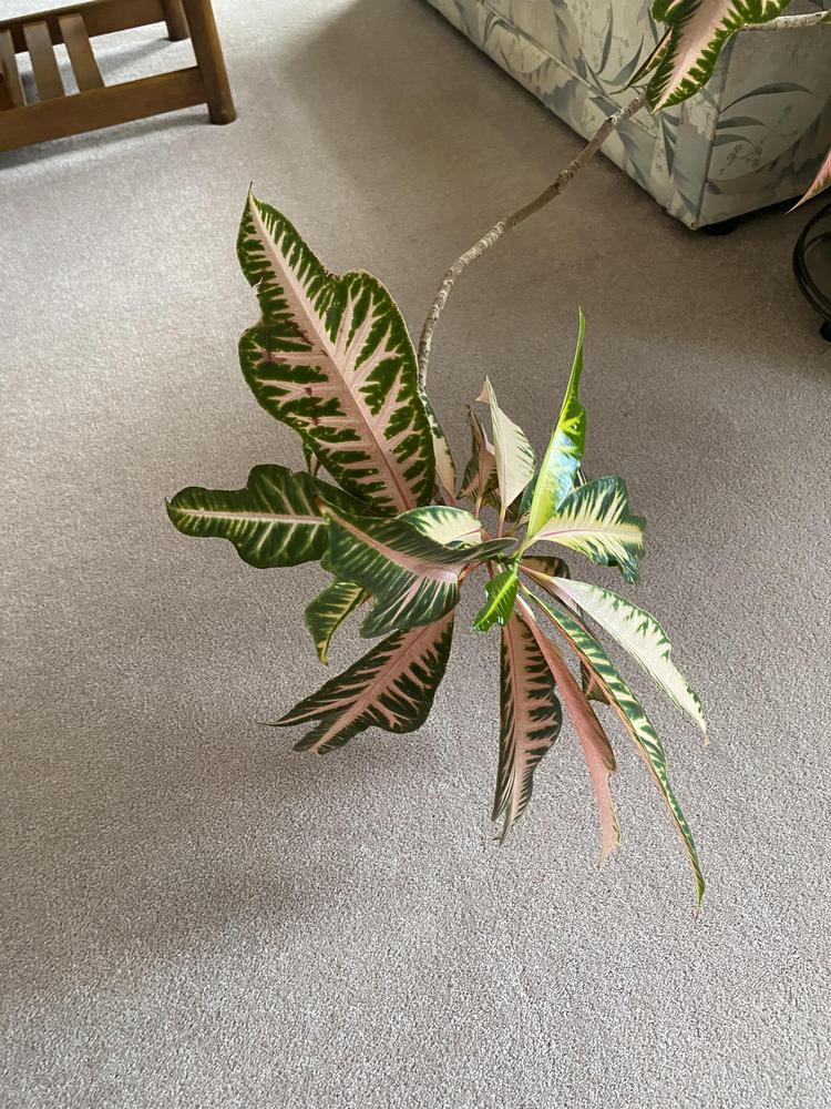 Croton (Codiaeum variegatum 'Caribbean Star') in the Crotons Database ...