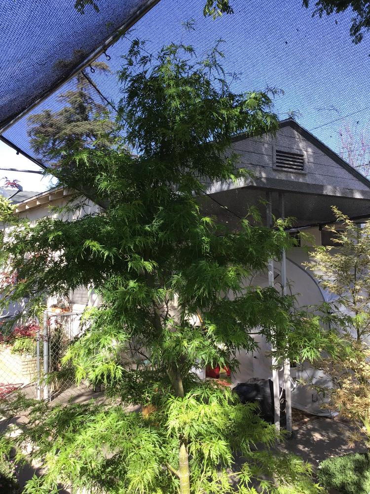 Photo of the entire plant of Cutleaf Japanese Maple (Acer palmatum ...