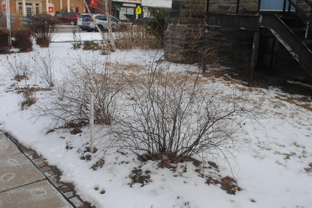 Photo of the winter interest of Common Snowberry (Symphoricarpos albus ...