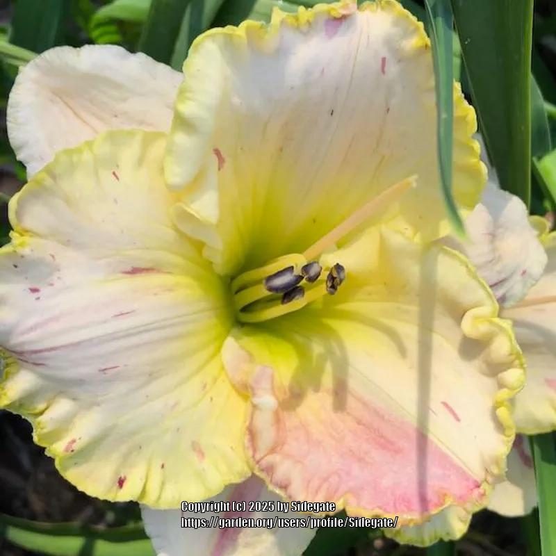 Daylily (Hemerocallis 'Addie's Raspberry Splash') in the Daylilies ...