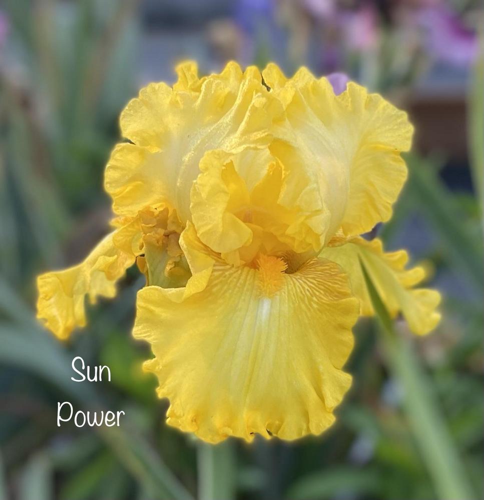 Photo of the bloom of Tall Bearded Iris (Iris 'Sun Power') posted by ...